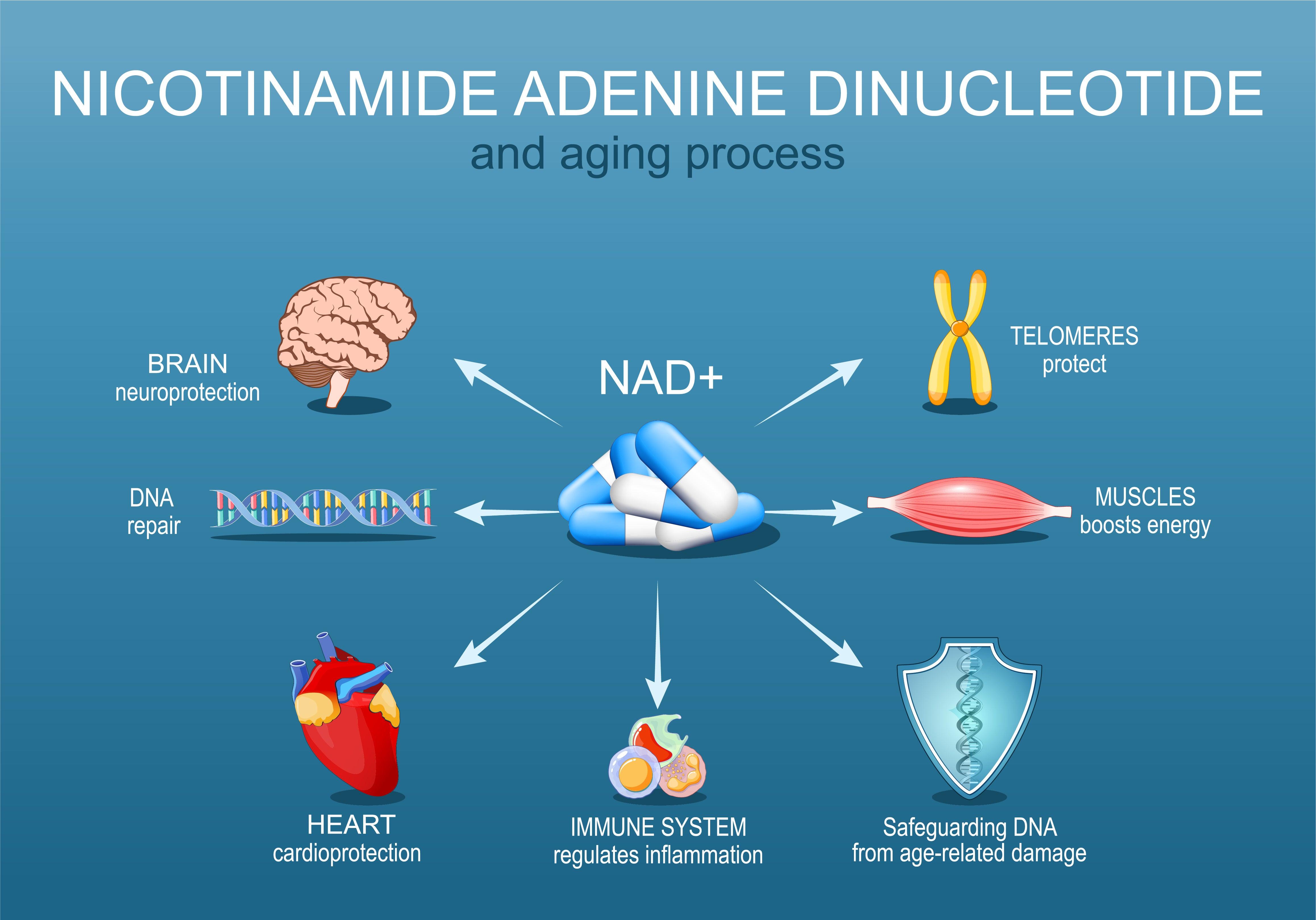 What is NAD+? The Cellular Key to Energy, Repair, and Longevity – Mt ...